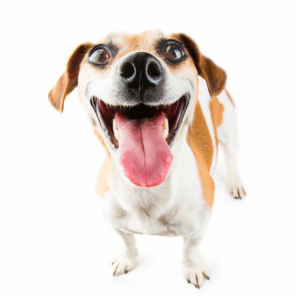 別再只有洗牙拔牙了！你應該知道的是「COHAT」-唯光動物醫院｜專業且具備同理心的醫療團隊